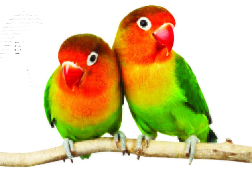 SB PETS - Why Birds make GREAT pets - SB Magazine