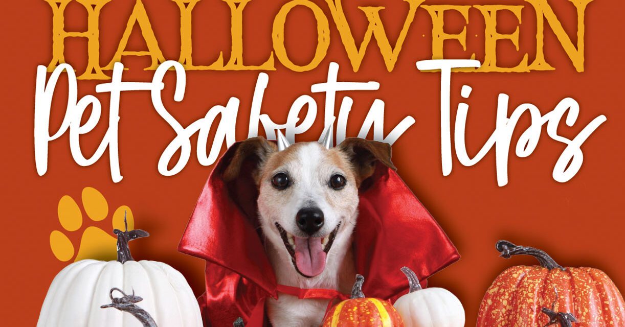 Halloween Pet Safety Tips SB Magazine