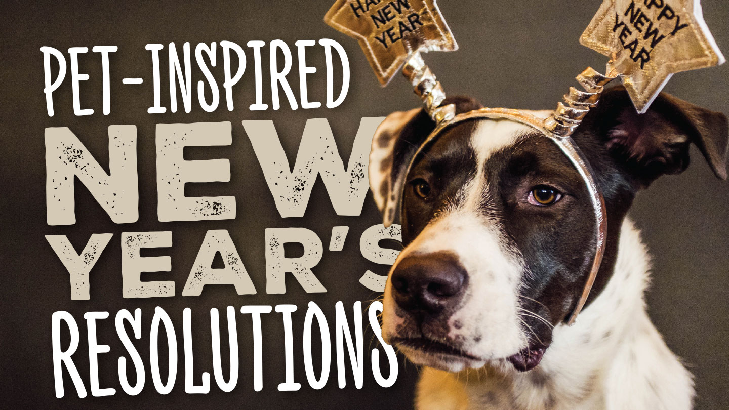 PET-INSPIRED NEW YEAR'S RESOLUTIONS - SB Magazine